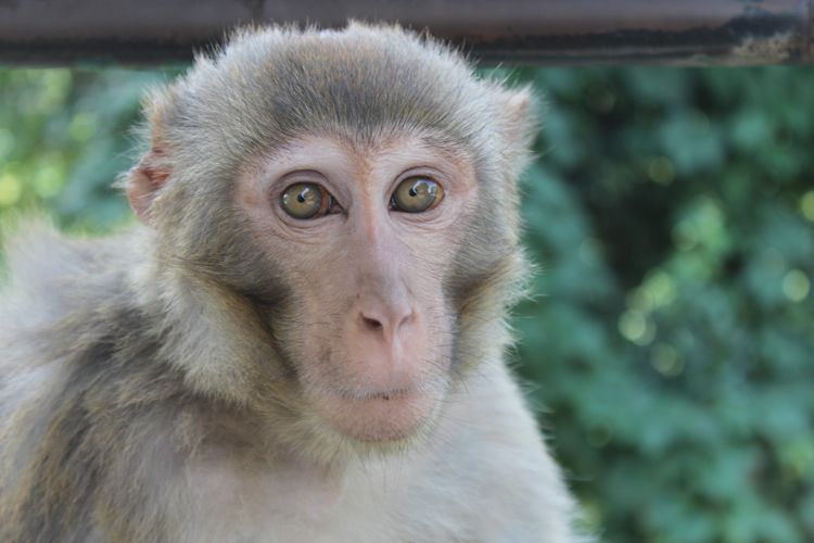 Nepal, Kathmandu and Mount Everest.